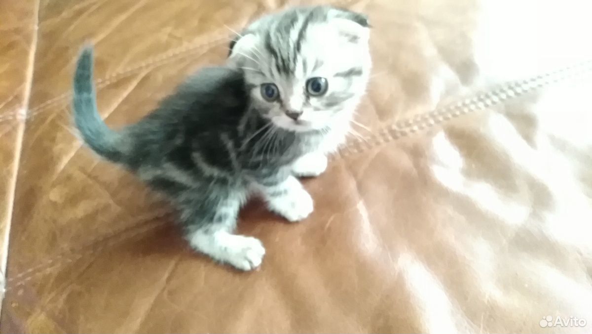 Шотландские, вислоухие котята, мальчики