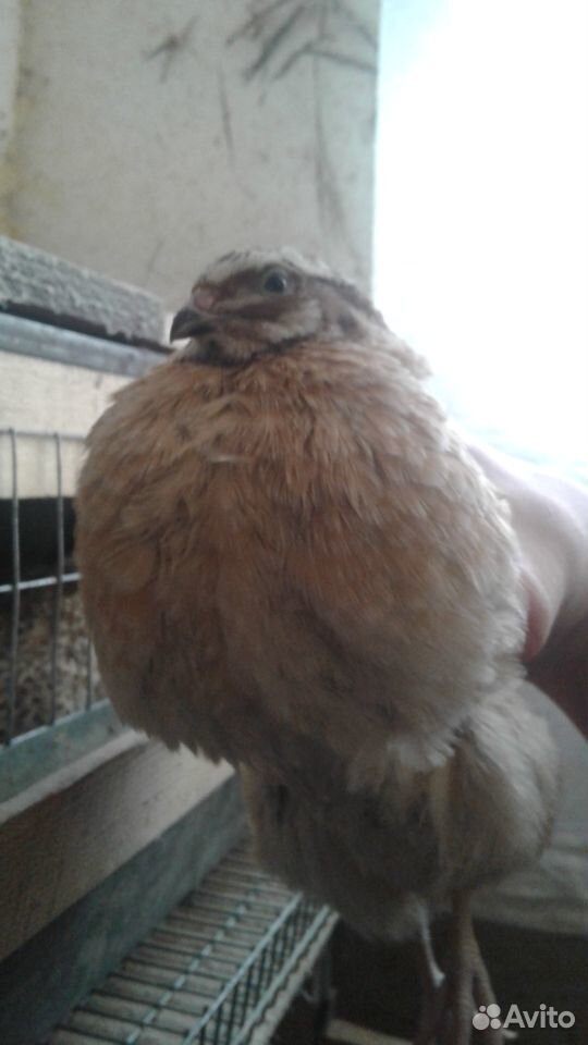 Самцы манжурского перепела