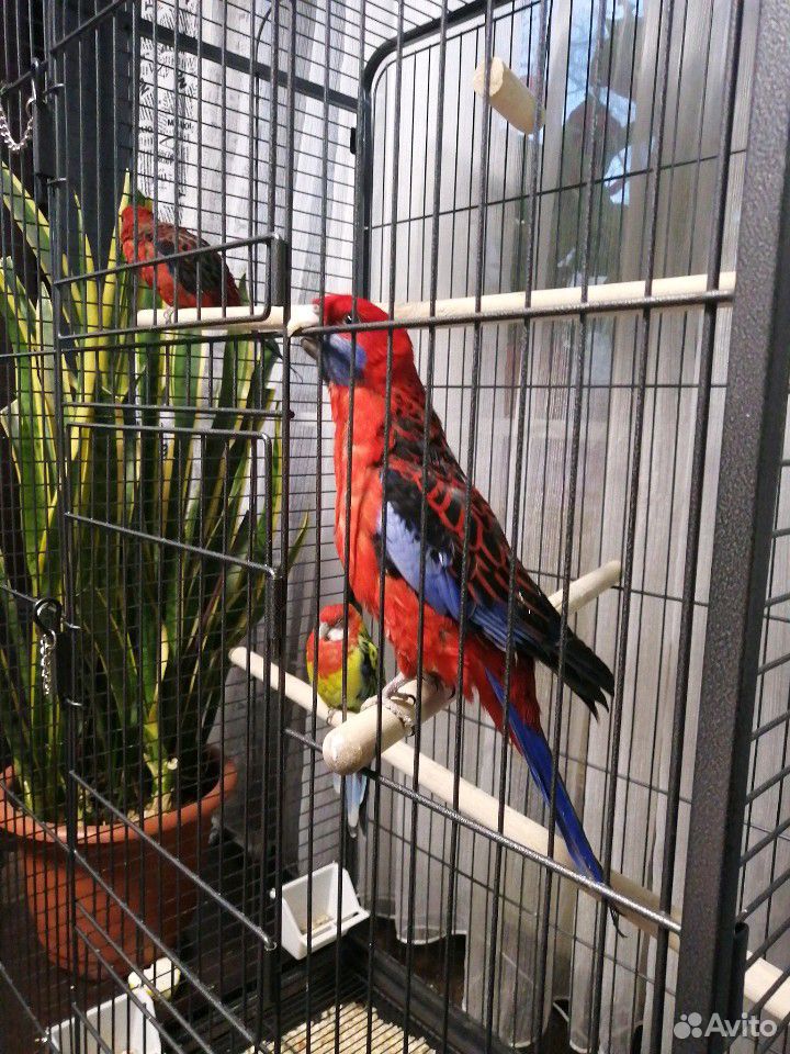 Попугай розелла пенантовая и пестрая