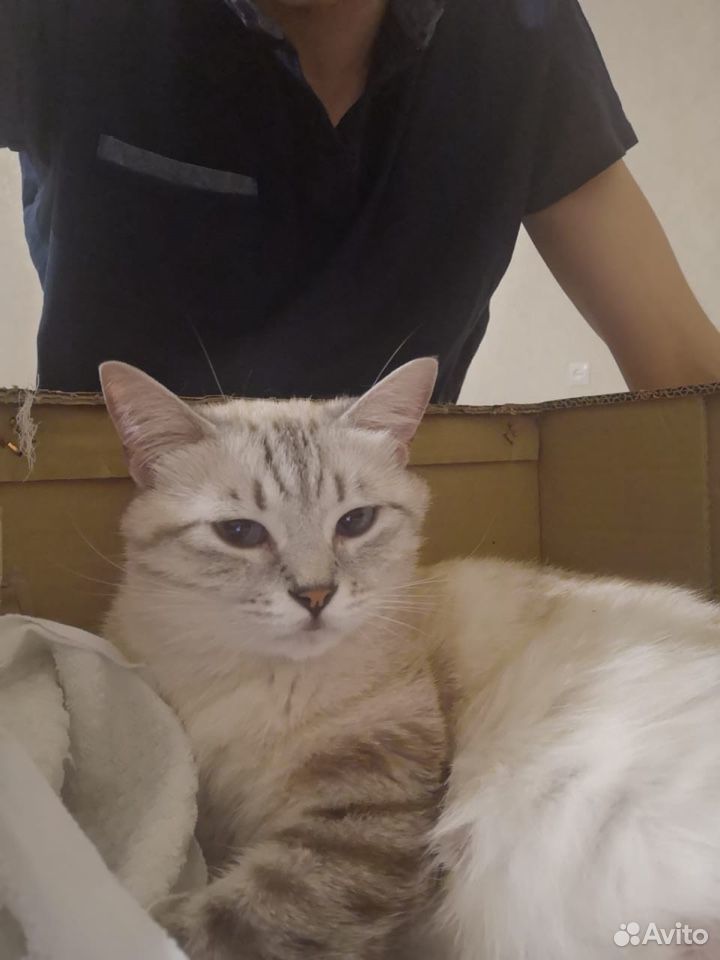 Кошка