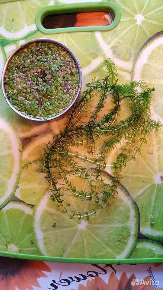 Ряска и Элодея