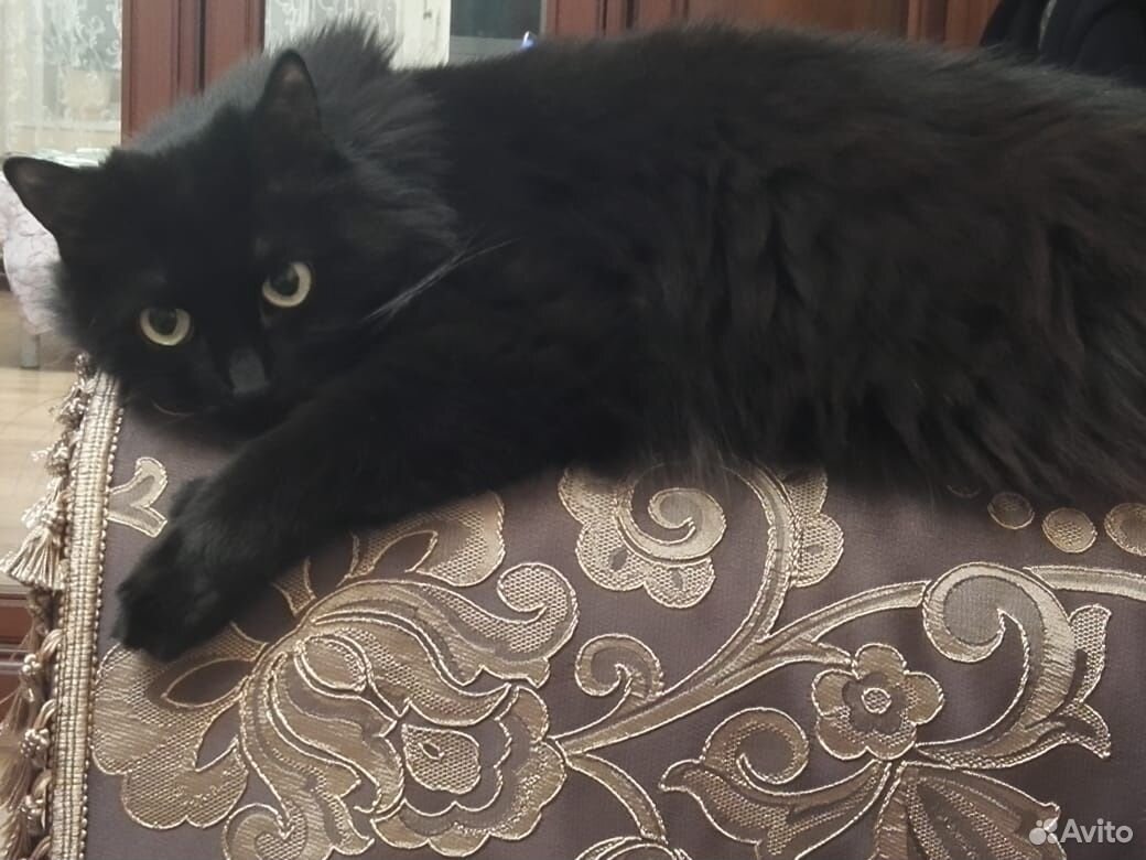 Пропала кошка