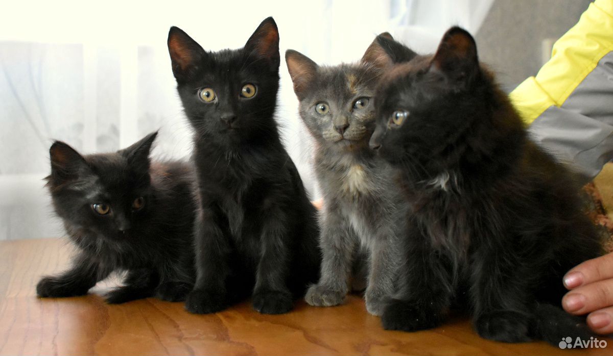Котята от матери мышеловки
