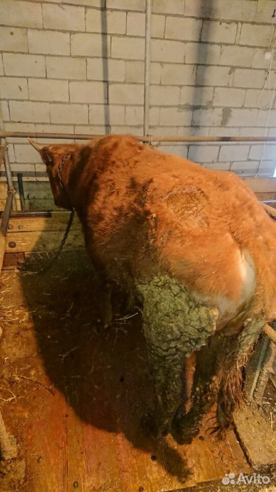 Продам трех быков на откорм