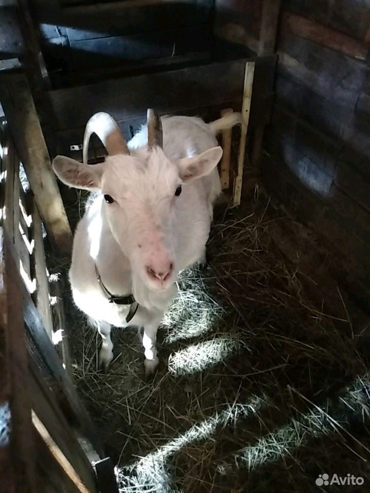 Коза на мясо