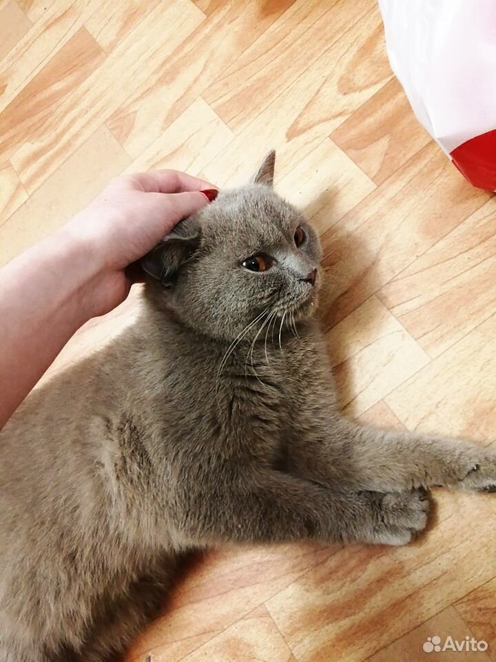 Ищем хозяев или добрые руки