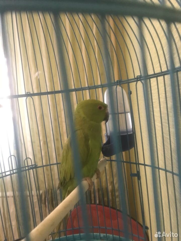 Ожереловый попугай, маленький