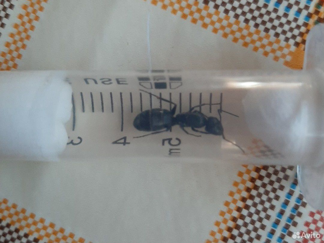 Camponotus Vagus