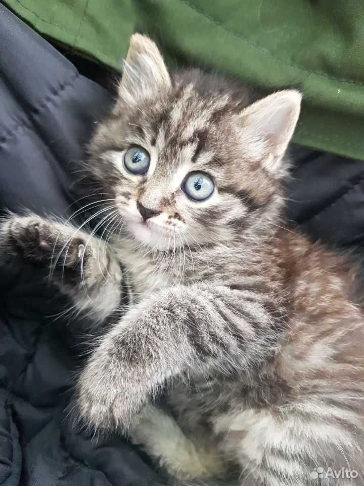 Кошка