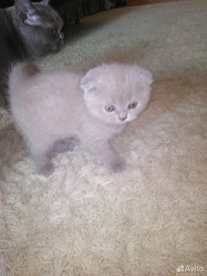 Шотландская