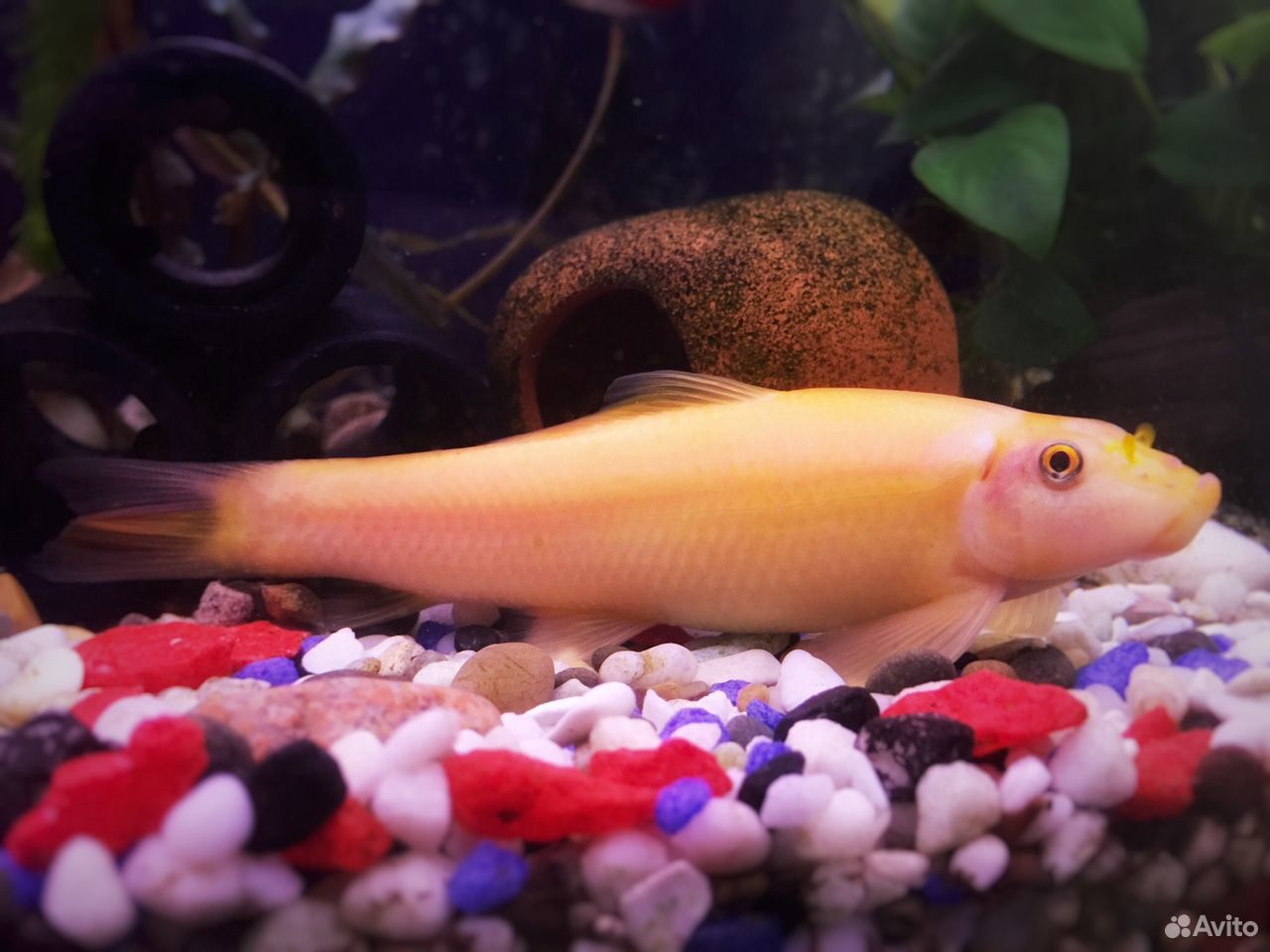 Геринохейлус (водорослеед)