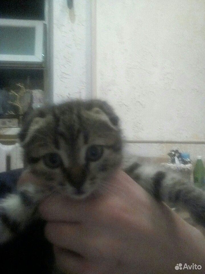 Веслоухий кошка и кот