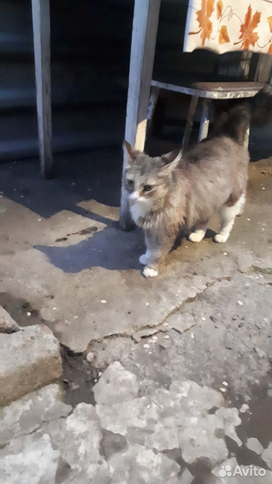 Кошки
