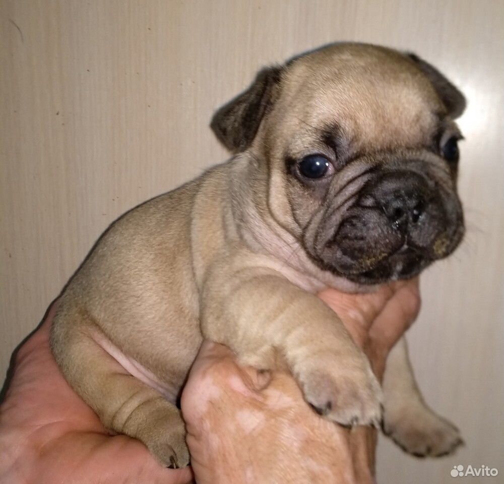 Французята