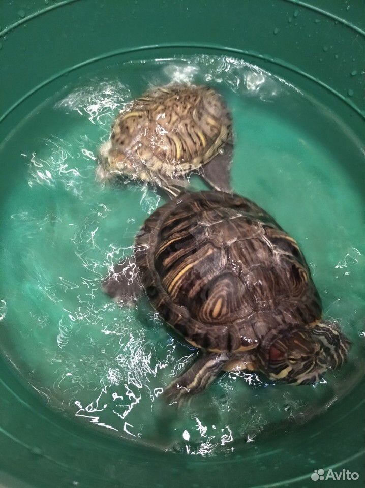 Черепахи в добрые руки
