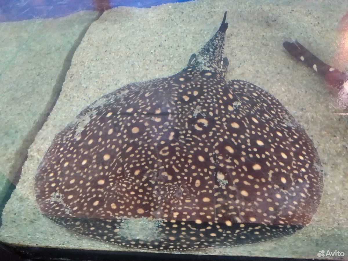 Скат жемчуг кастекси