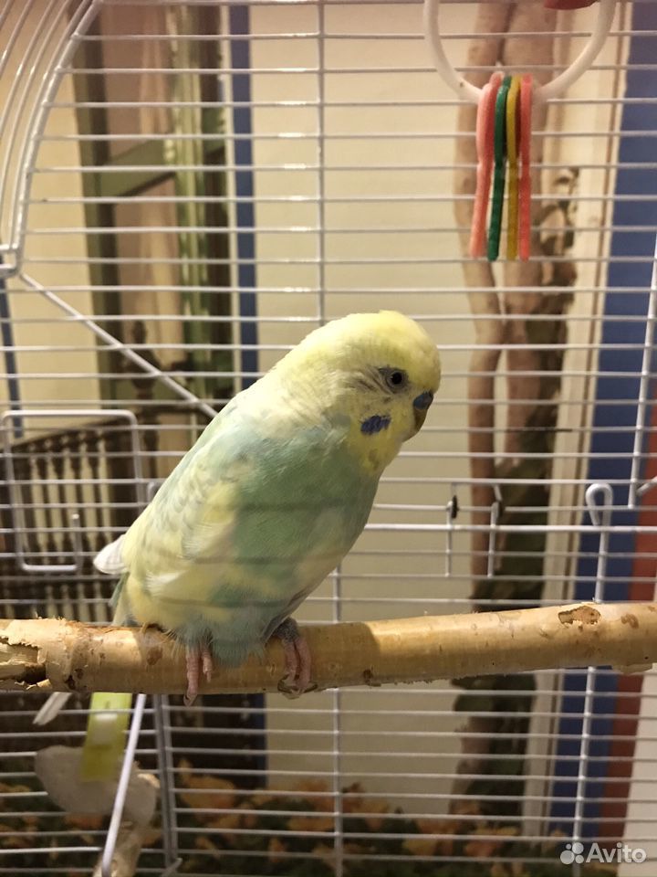 Волнистый попугай