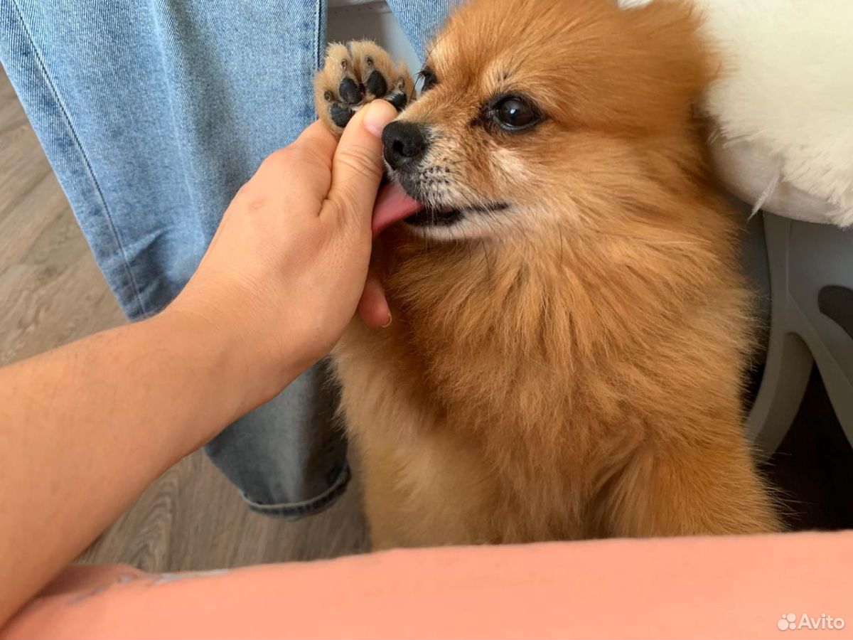 Шпиц кобель для вязки