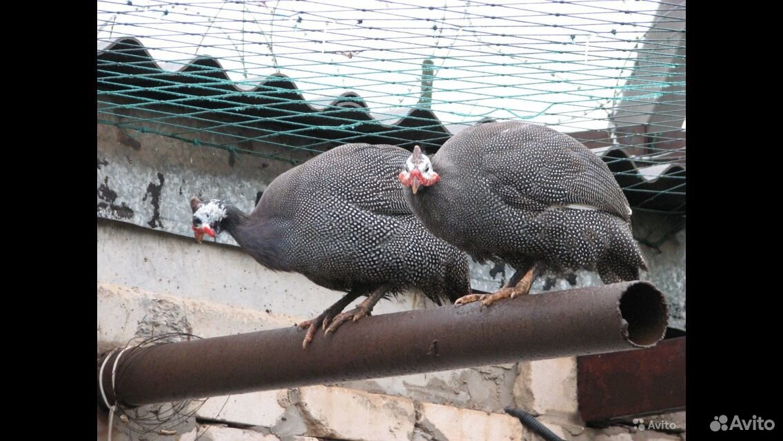 Цесарка и инкубационное яйцо