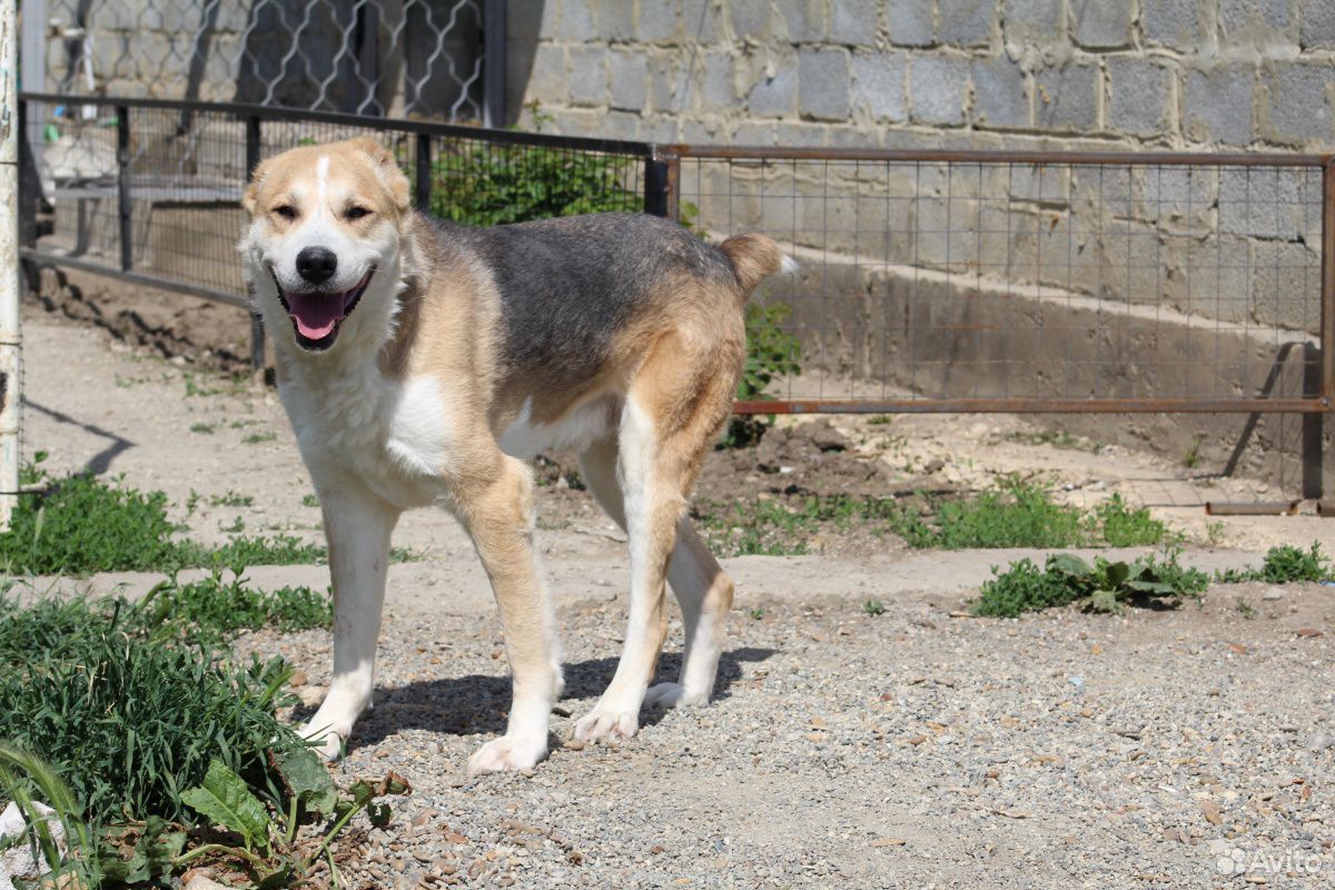 Норд в добрые руки