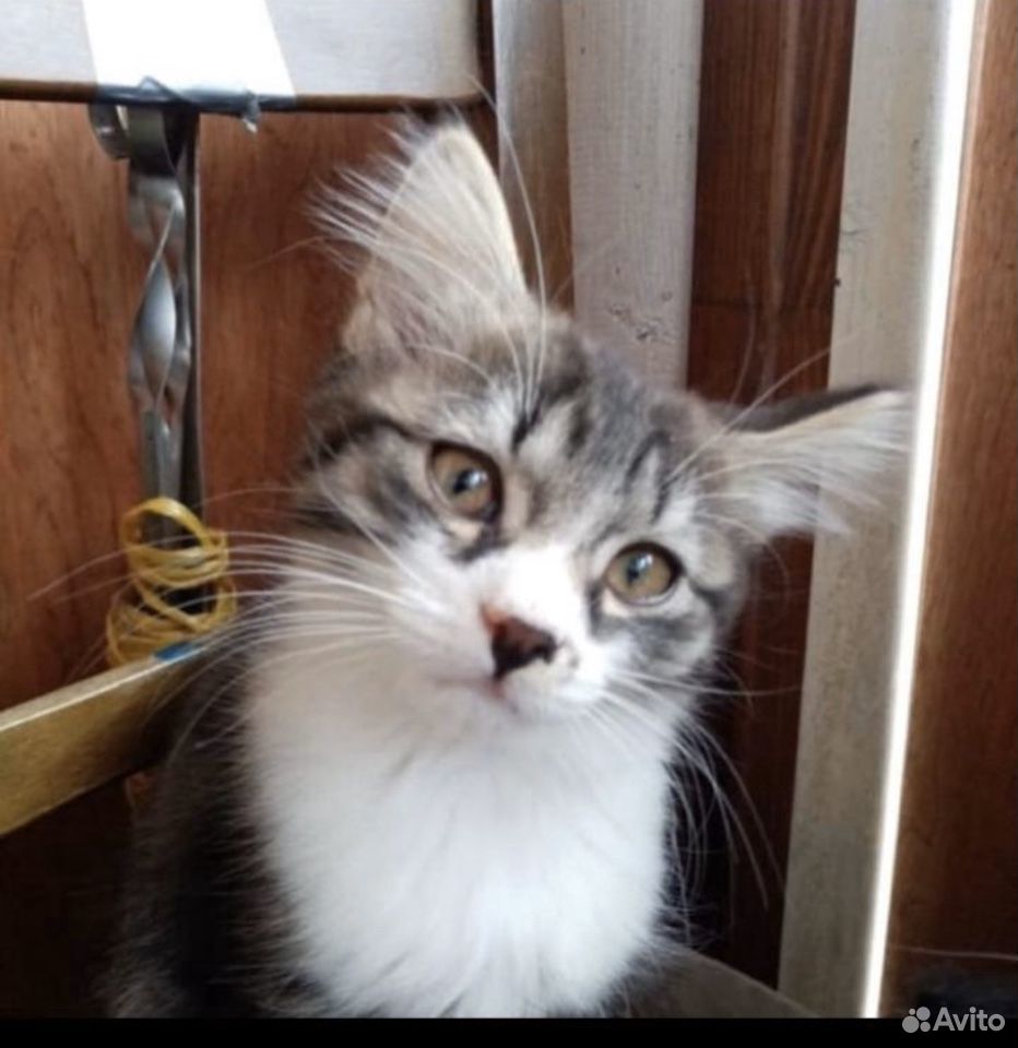 Очаровательный котёнок метис 2,5 месяца в добрые р