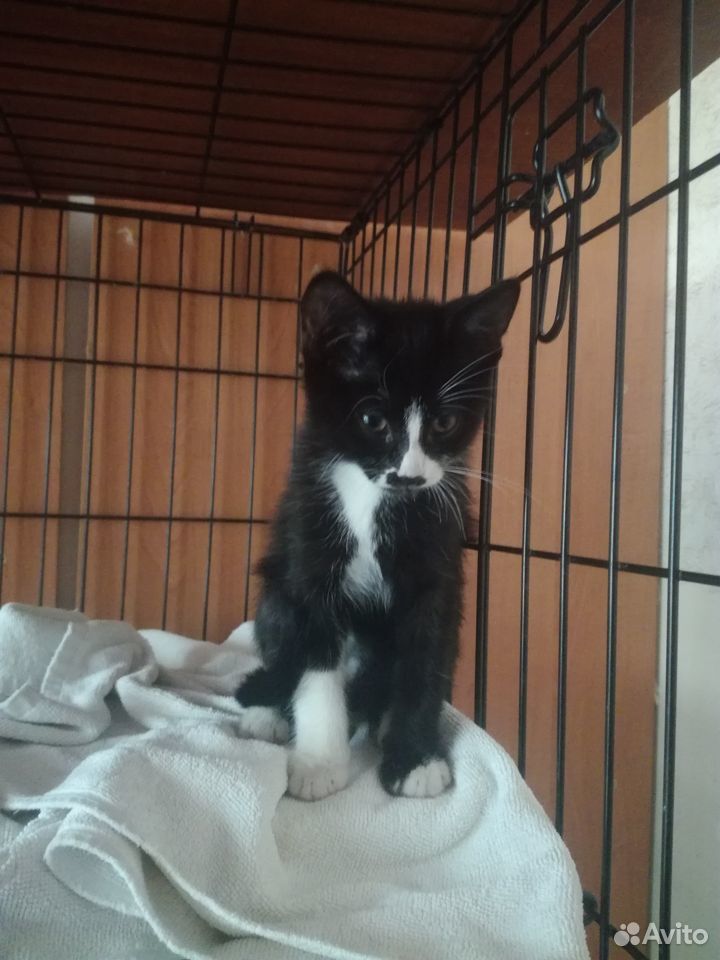 Котенок мальчик красавчик