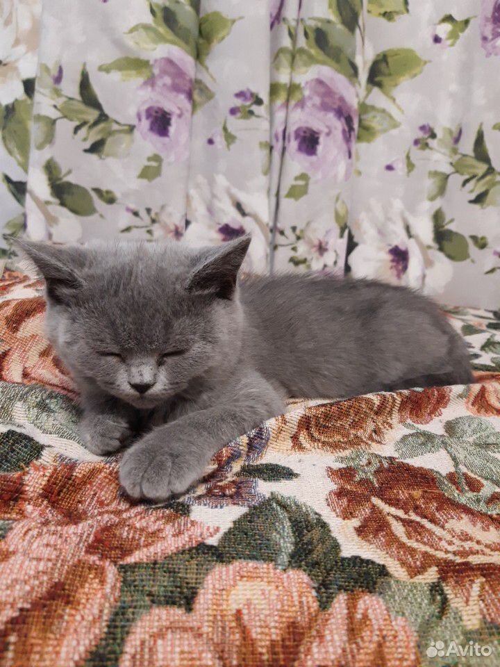Продам котёнка, британка, девочка, 3 месяца. К лот