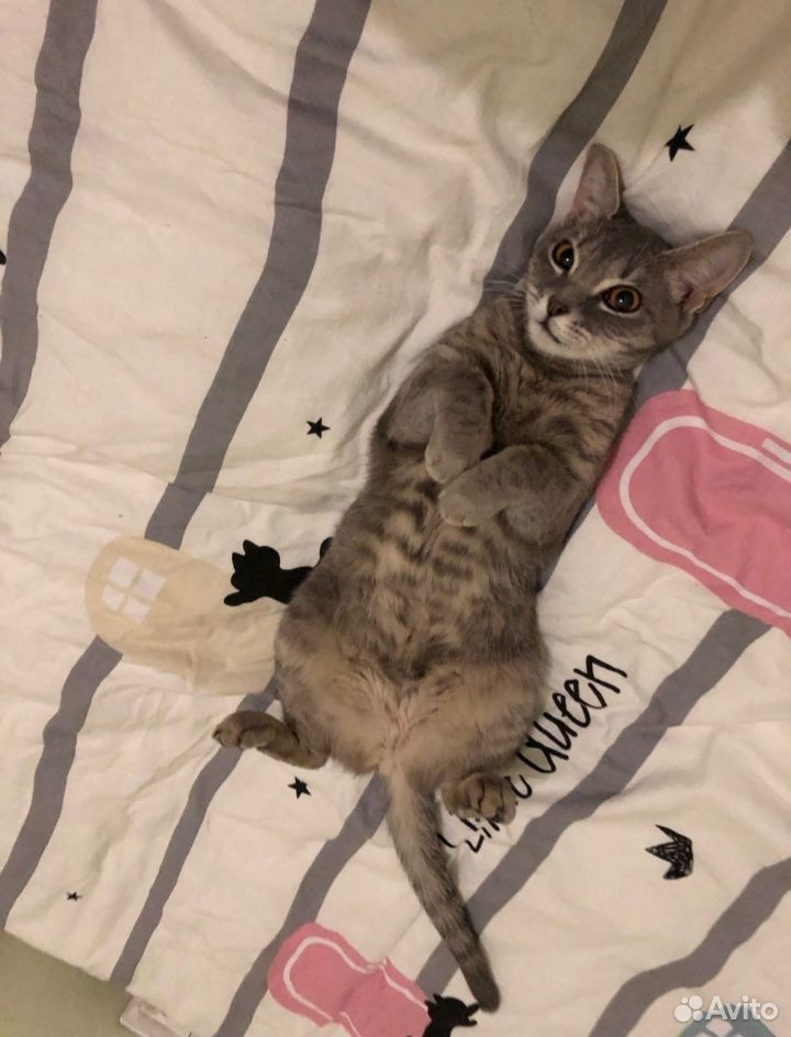 Ласковый котенок Тима