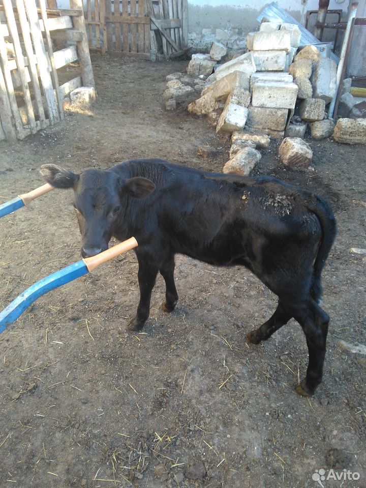 Продаётся телочка