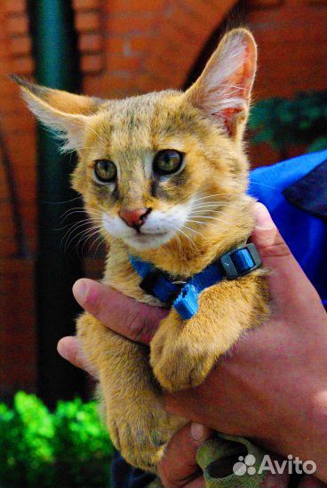Для чаузи кот камыш