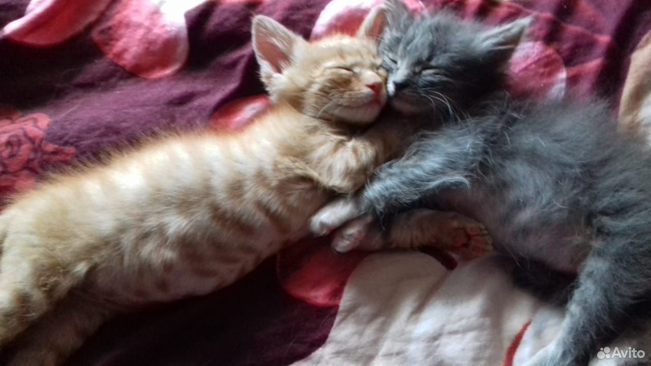 Плюшевые котята-крошки в добрые руки