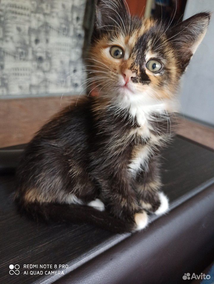 Кошечка 1,5 мес ищет добрые ручки