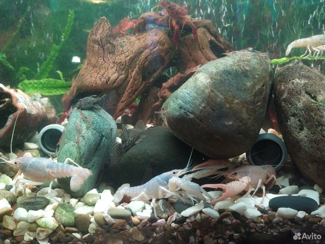 Сомы и раки