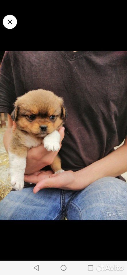 Щенок пекинеса
