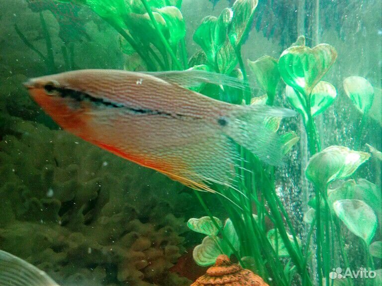 Гурами самец меняю на самочку