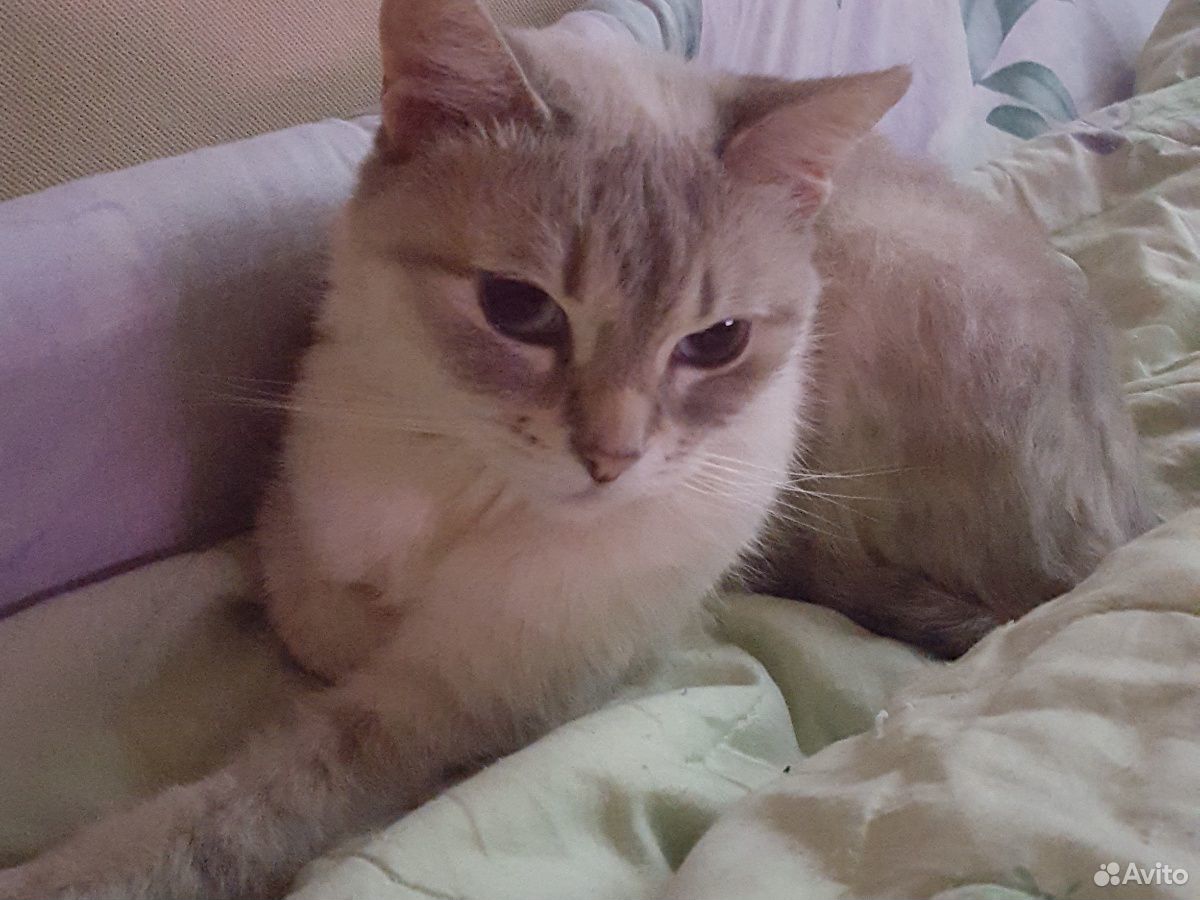 Кошка вязка бесплатно