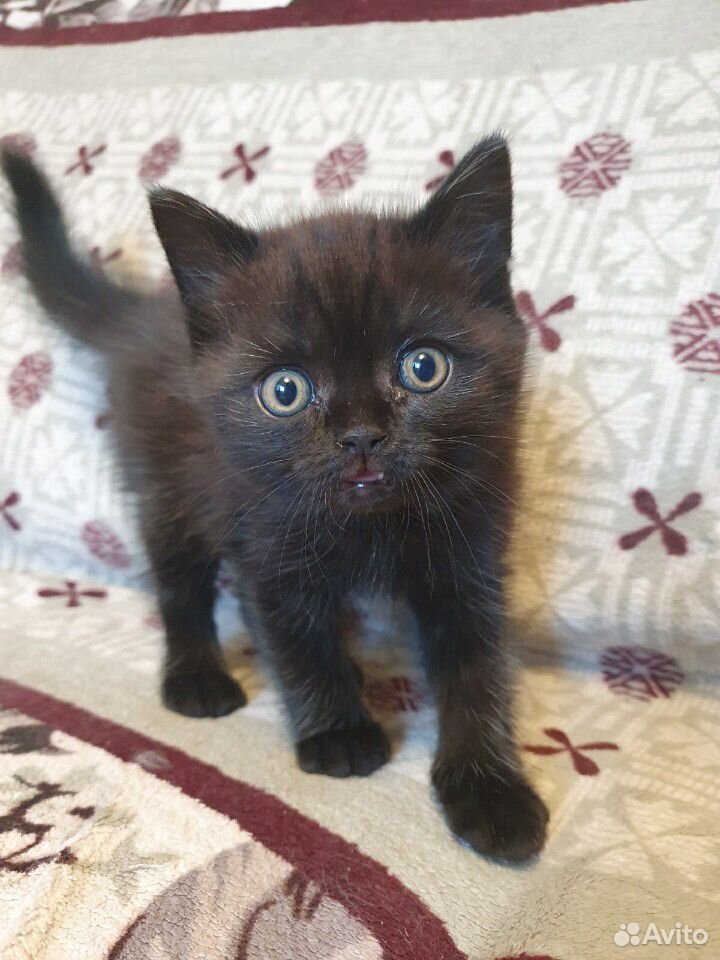 Продам котёнка шотладец мальчик