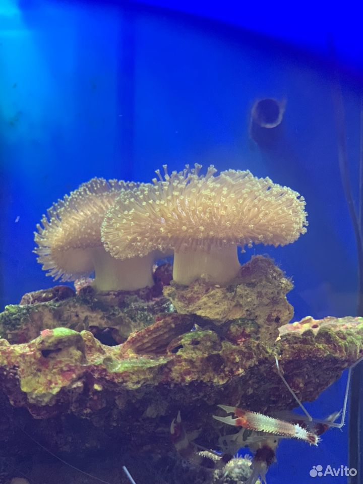 Коралл саркофитон