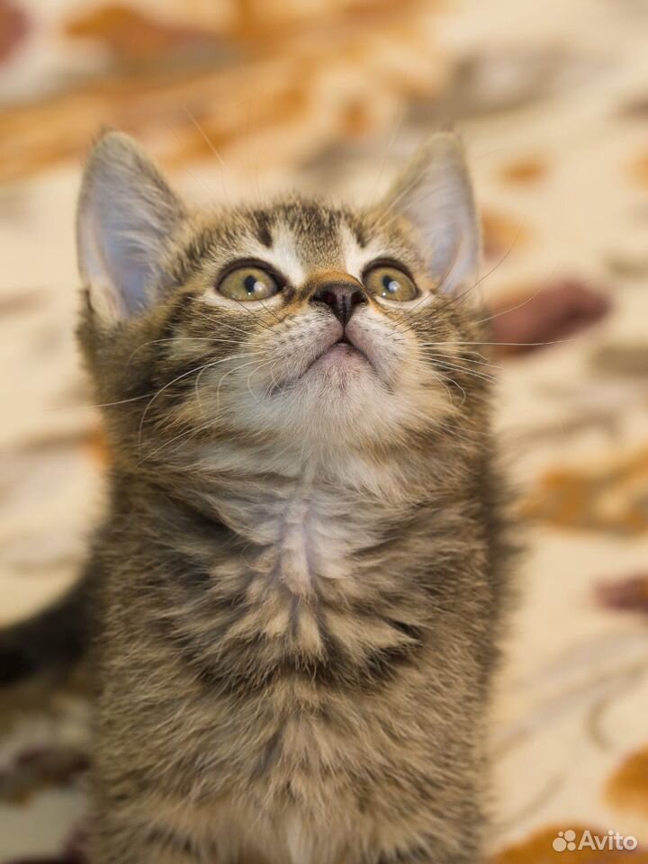 Девчушка-серушка 3 мес