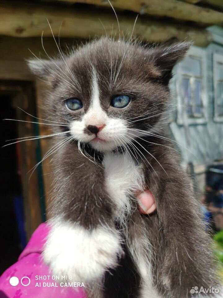 Кошка Пятнашка