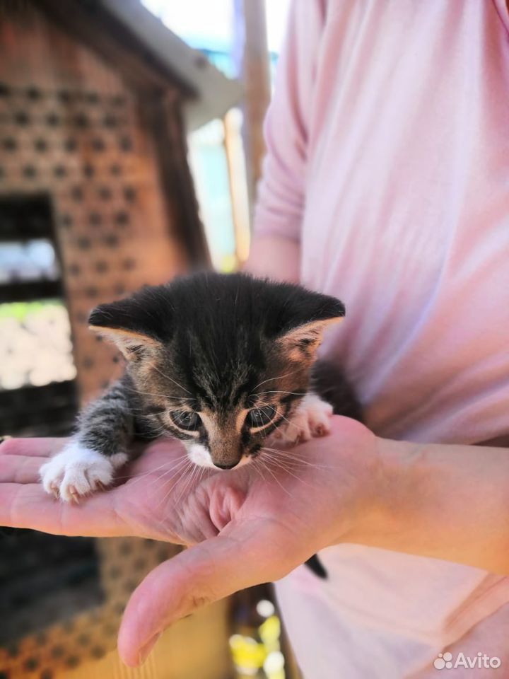 Отдам котика, возраст месяц, очень милый) крупный