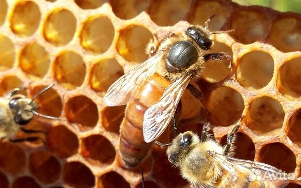 Пчеломатки плодные 2020. Бакфаст, Карника,Кардован