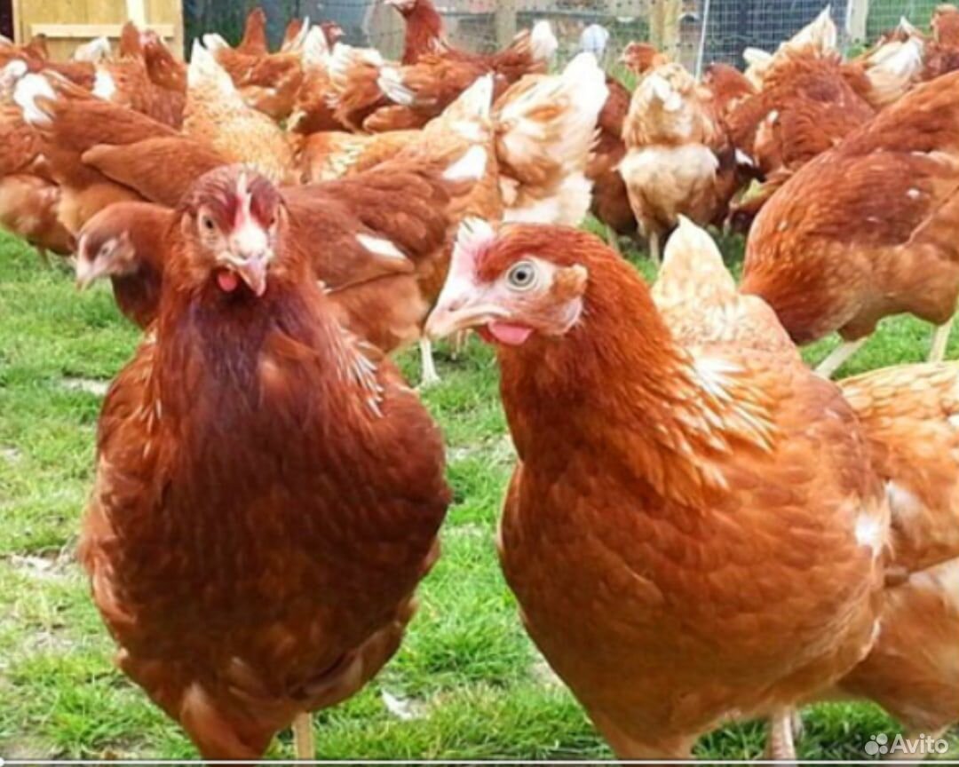 Куры несушки Рыжие, белые, Индюки, Броллеры