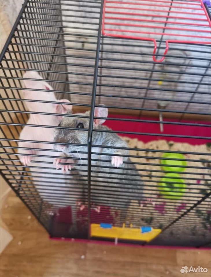 Отдам крысят