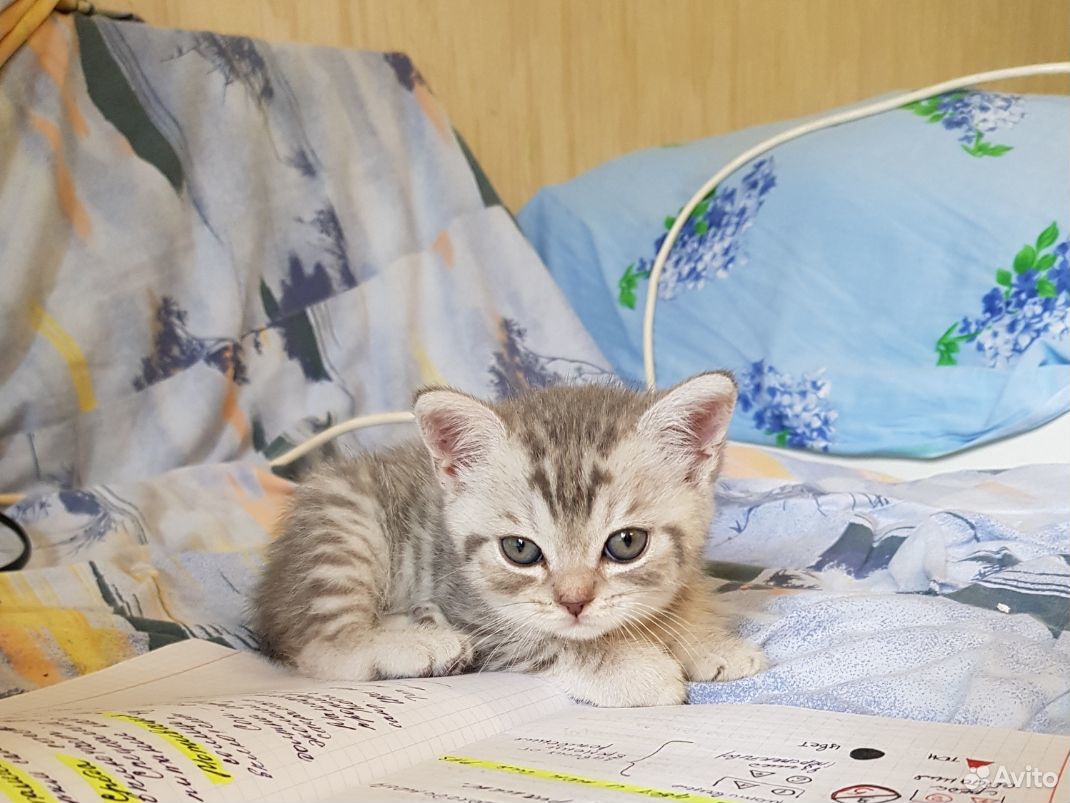 Котик британский