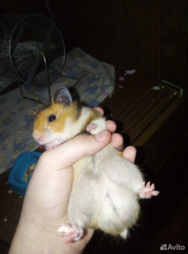 Лучший хомячок