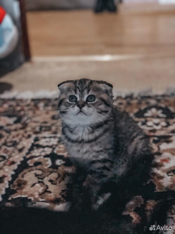 Котенок вислоухий (фолд от британца с шотландкой)