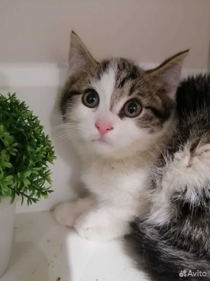 Очаровательные котята в добрые руки