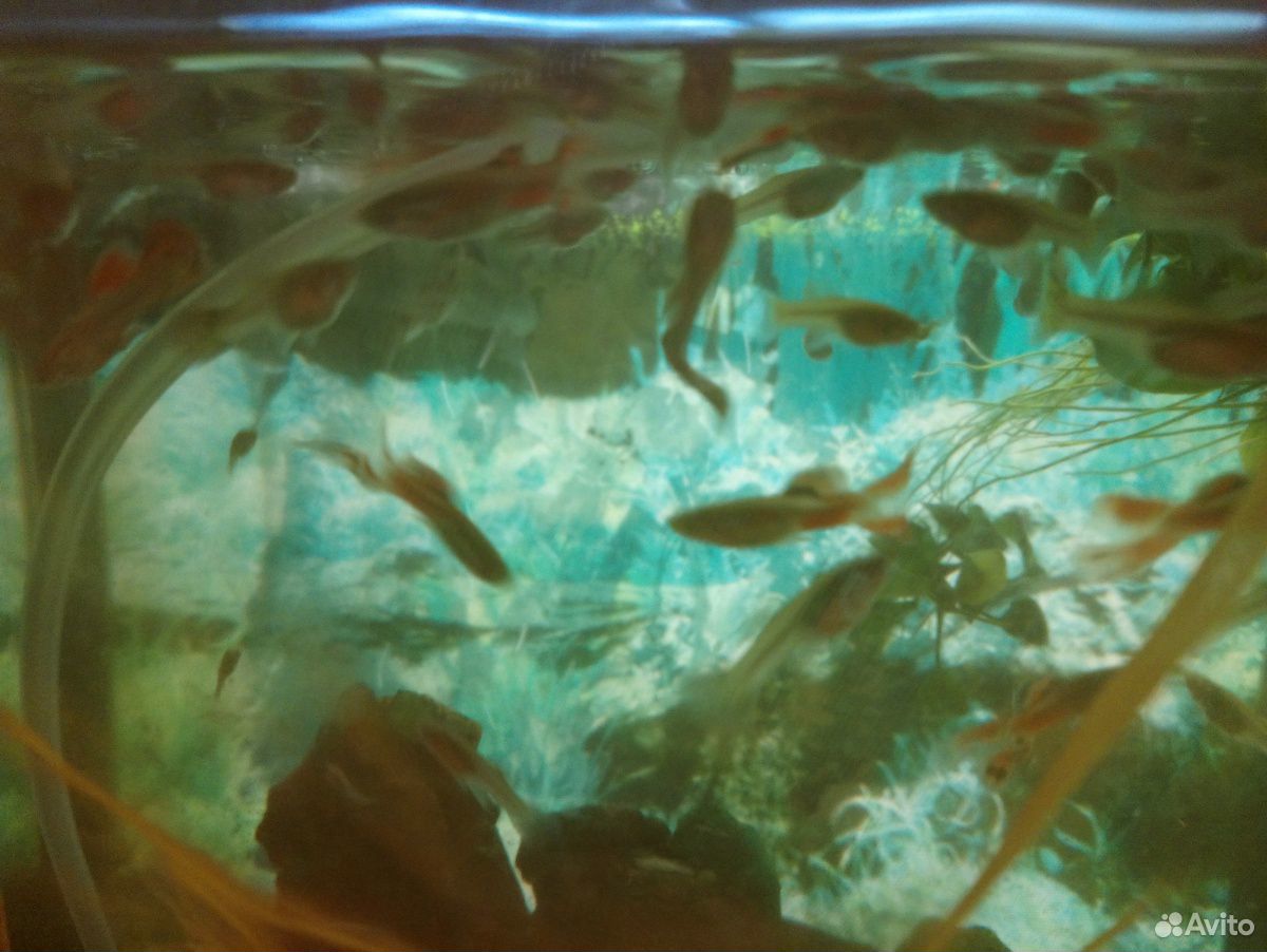 Рыбки Гуппи