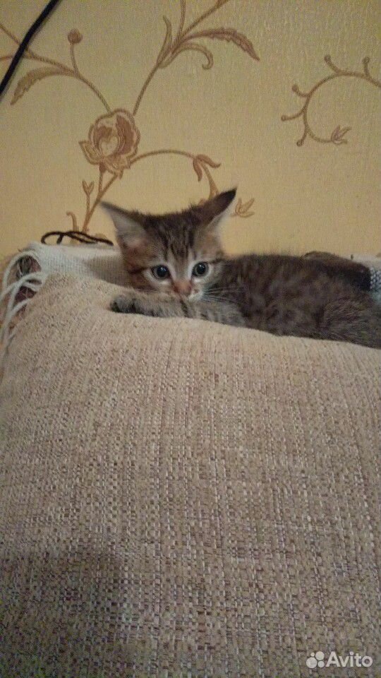 Кошка в добрые руки